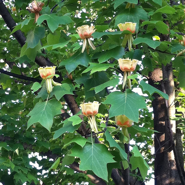 Tulip Tree | Project Noah