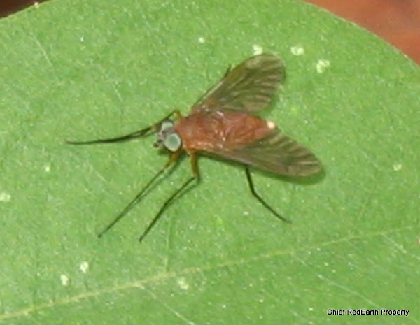 blue-eyed Fly | Project Noah