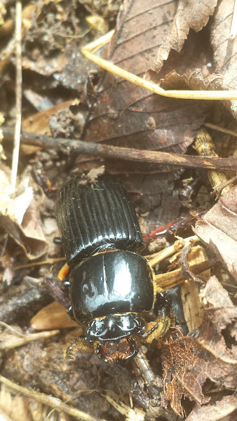 Bess Beetle | Project Noah