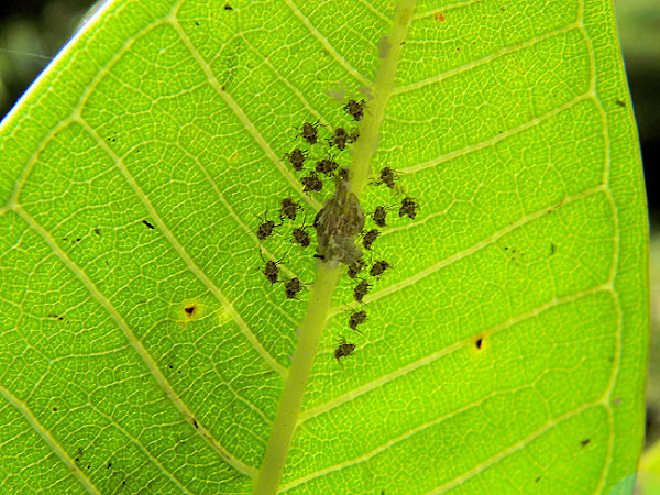 hopper nymphs | Project Noah