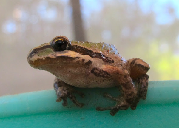 Baja Tree Frog | Project Noah