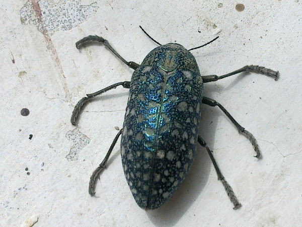 Sulphurous Jewel Beetle | Project Noah