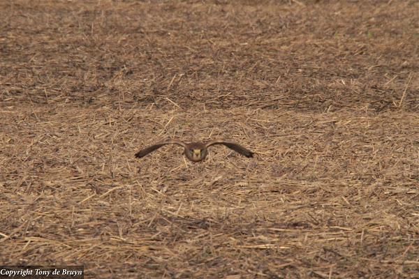 Common Kestrel | Project Noah