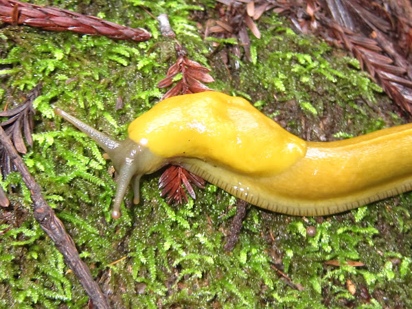 California Banana Slugs | Project Noah