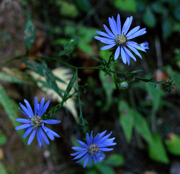 Georgia Aster | Project Noah
