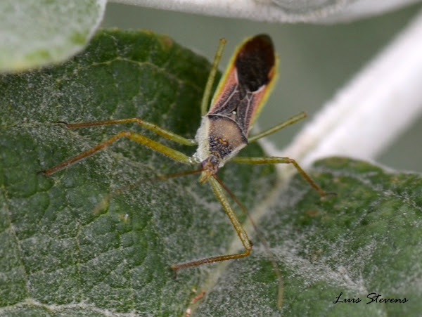 Assassin Bug | Project Noah
