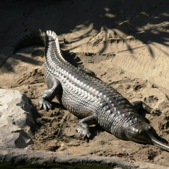 Gharial | Project Noah