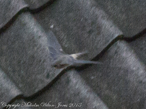 House Swift | Project Noah