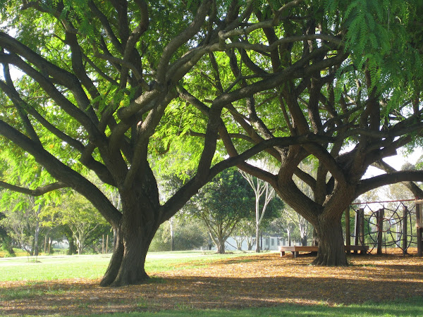 Tipuana tipu (Rosewood) with seed pods | Project Noah