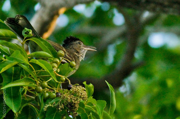 Streak-breasted Bulbul | Project Noah