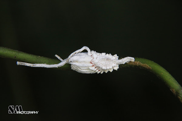 Cotton Cushion Scale | Project Noah