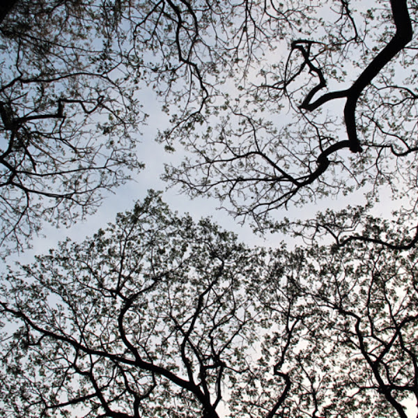 big tree | Project Noah