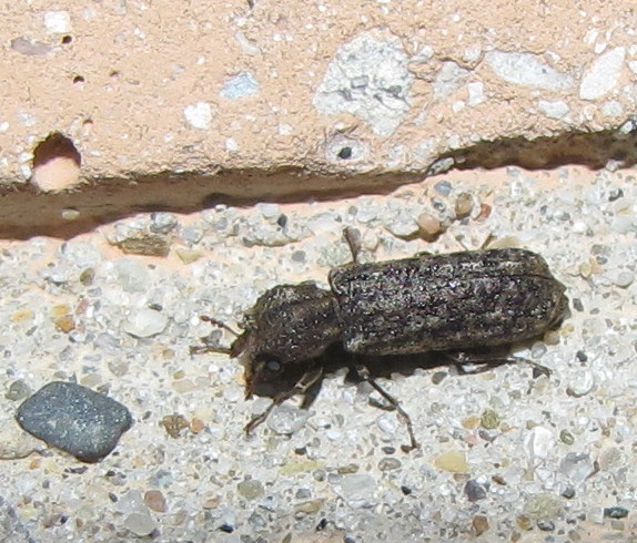 Horned powder-post beetle | Project Noah