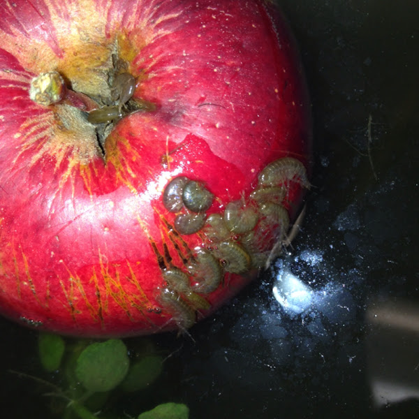 Fresh water shrimp. Scud (crustacean) | Project Noah