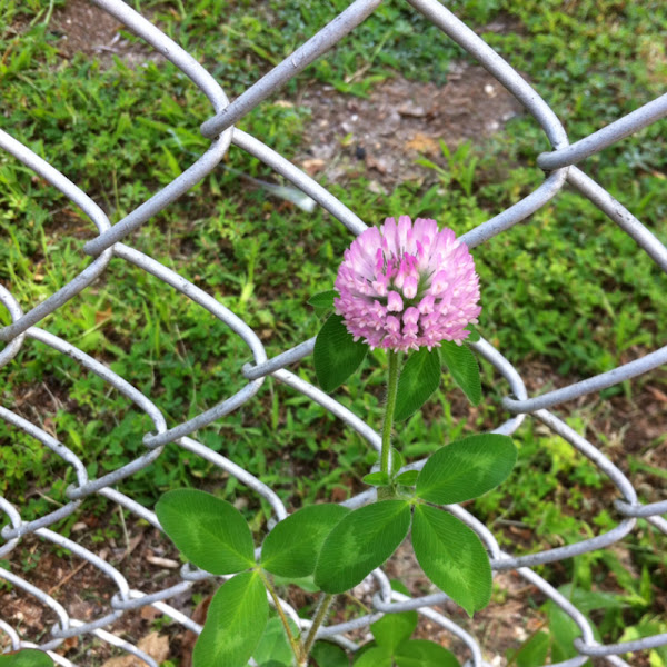 Red Clover | Project Noah
