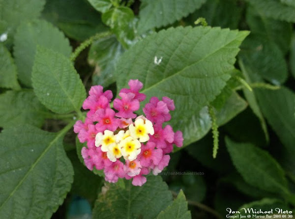 Baho Baho | Project Noah