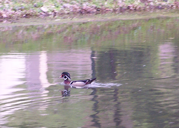 Wood Duck | Project Noah