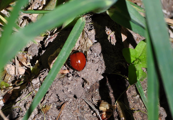 lady bug | Project Noah