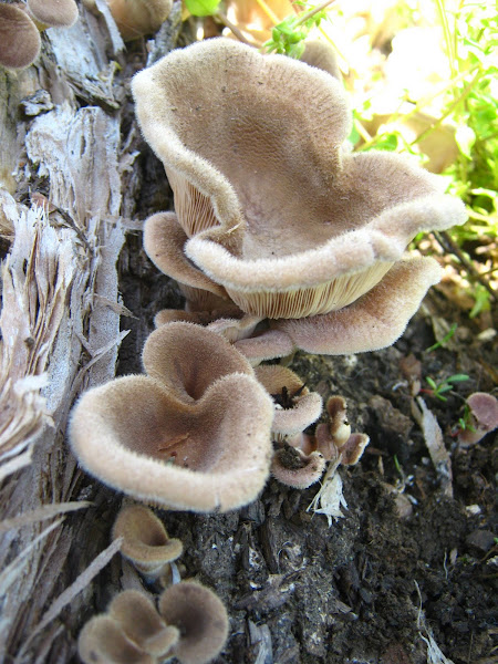 Ruddy panus, Panus rudis | Project Noah