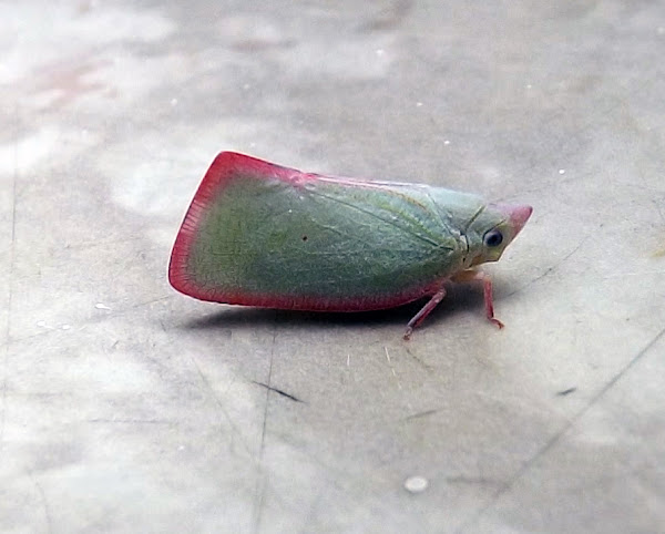 Flatid Citrus Planthopper | Project Noah