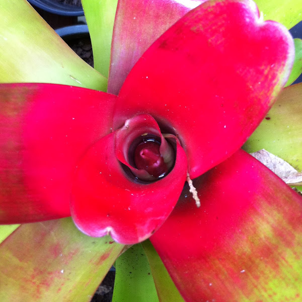Bromeliad | Project Noah