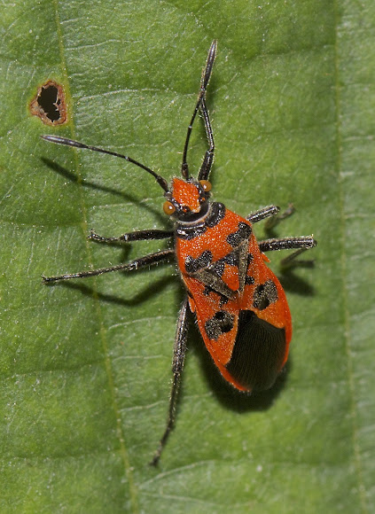 Black & Red Squash Bug or Cinnamon Bug | Project Noah