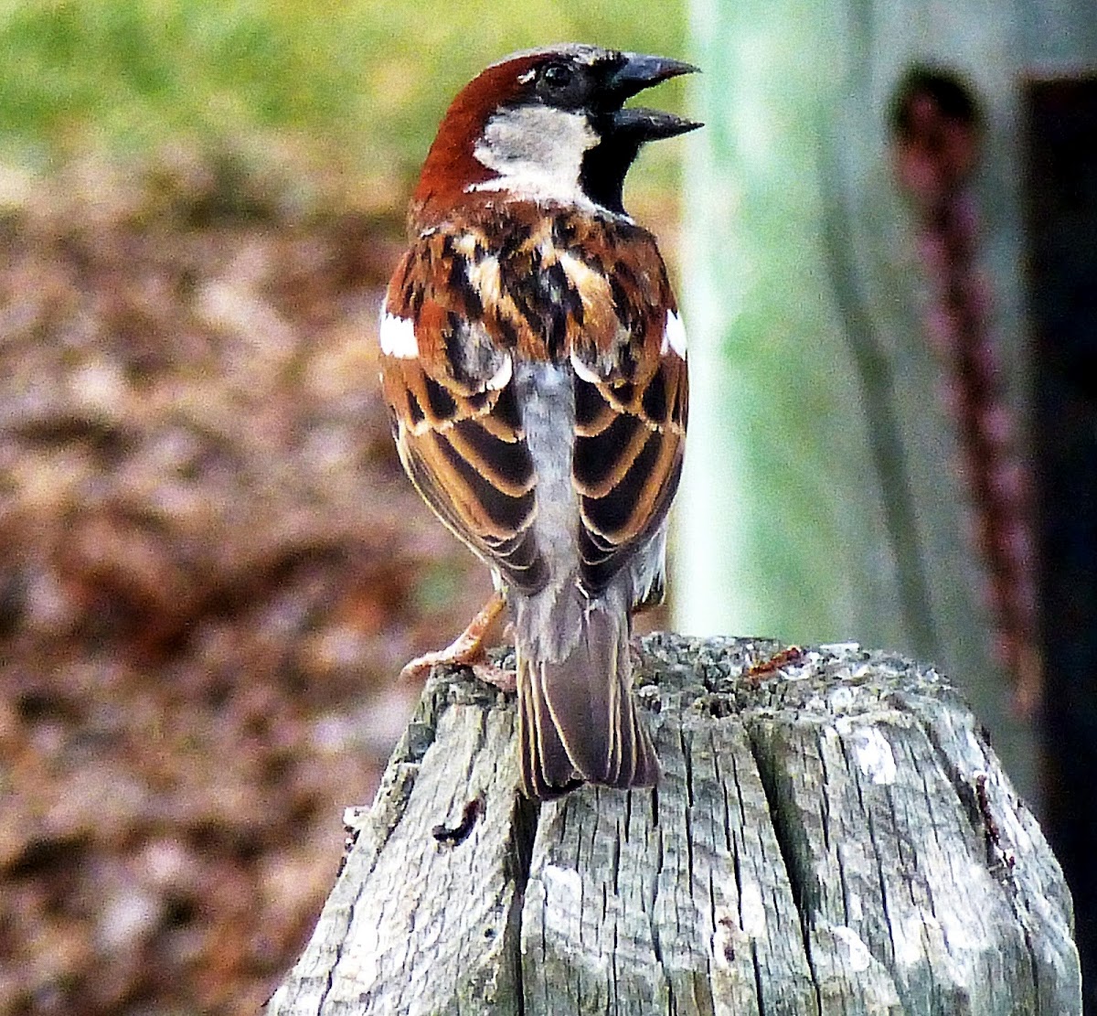 House Sparrow (Male) | Project Noah