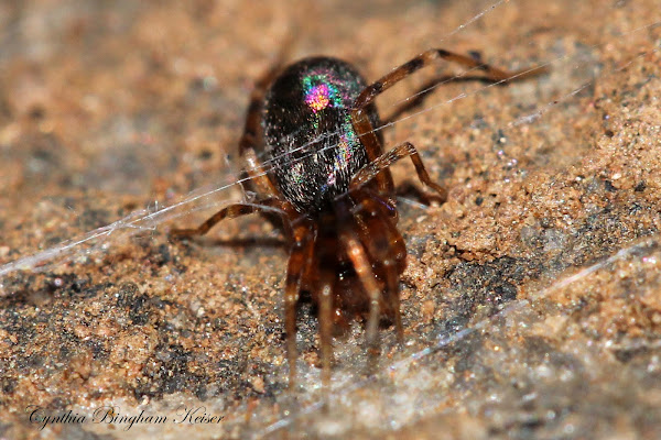 Ground Sac Spider | Project Noah