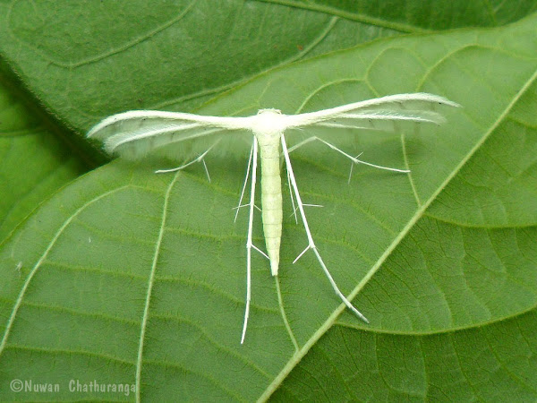 Plume moth | Project Noah