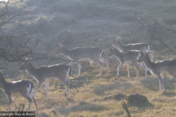 Fallow Deer | Project Noah