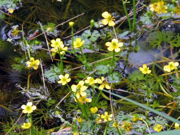 Yellow Water Buttercup | Project Noah