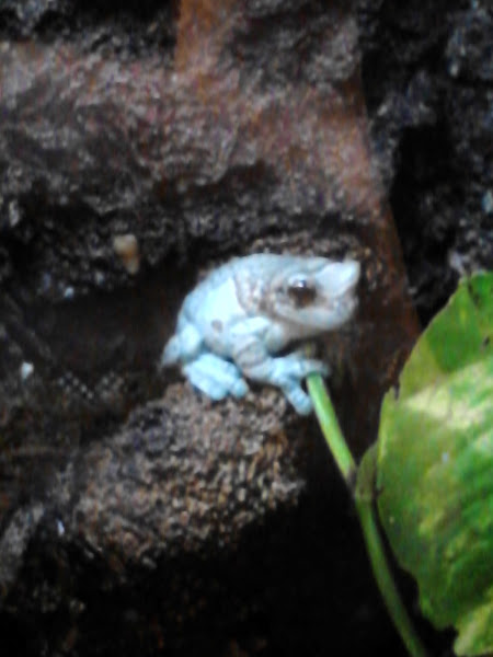 Gray tree frog | Project Noah