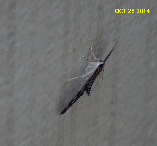 Snout nose moth | Project Noah