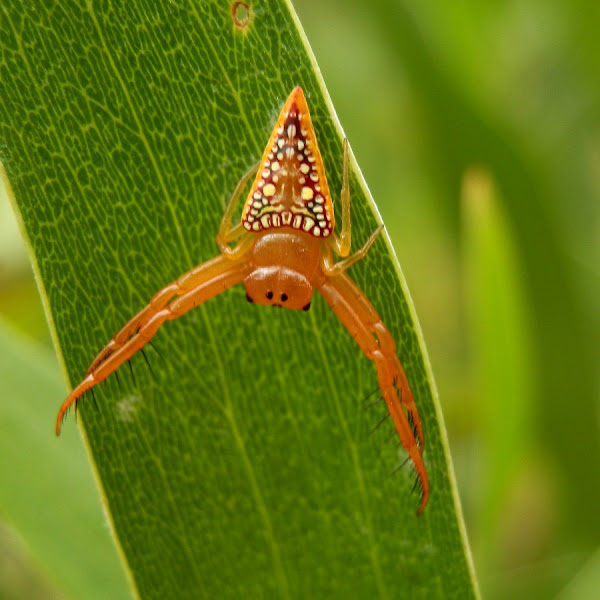 Triangular Spider | Project Noah