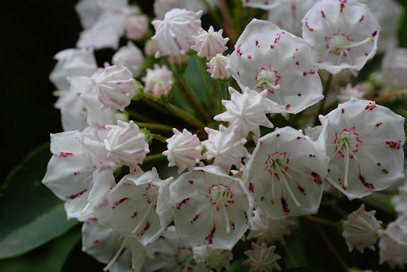 Kalmia | Project Noah