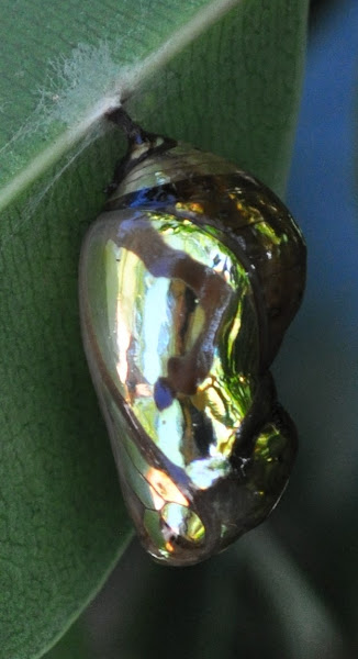 Common Crow (Oleander) Butterfly chrysalis | Project Noah