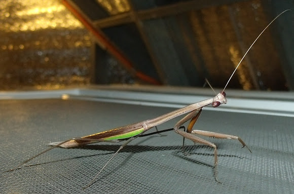 Praying Mantis | Project Noah