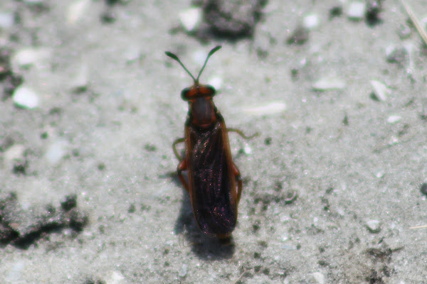 Mydas Fly | Project Noah