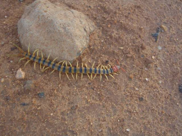 Indian tiger centipede | Project Noah