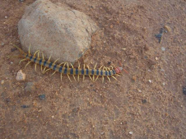 Indian tiger centipede | Project Noah