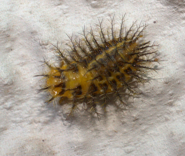 Potato Ladybird Larvae | Project Noah