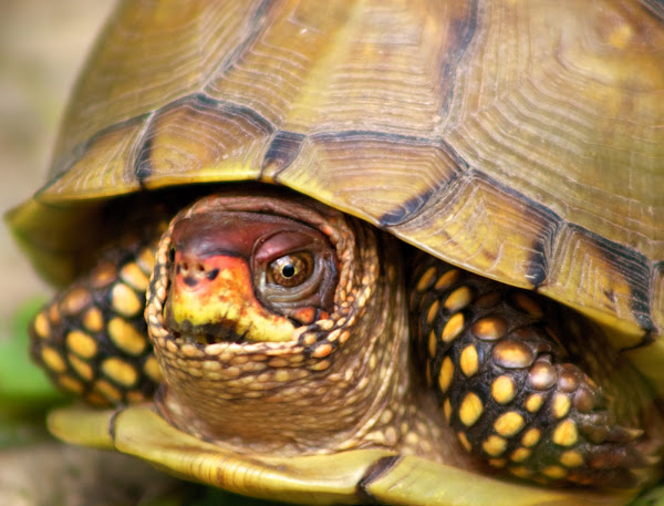 Three-toed Box Turtle | Project Noah