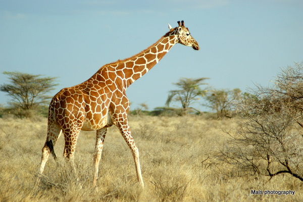 Reticulated giraffe | Project Noah