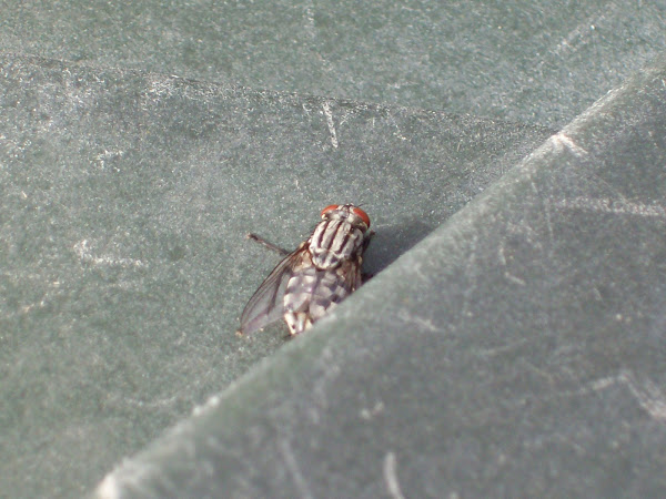 Flesh Fly | Project Noah