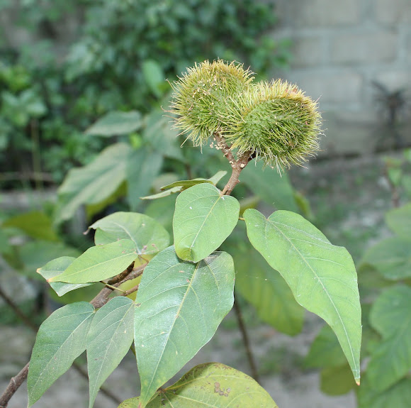 Atsuete or Achuete Plant | Project Noah