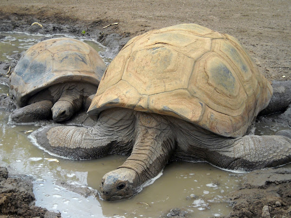 Aldabra Tortoise | Project Noah