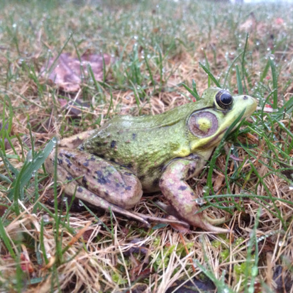 Green Frog | Project Noah