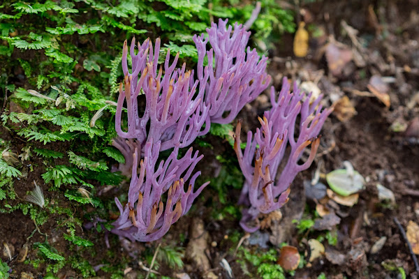 Violet coral fungi | Project Noah