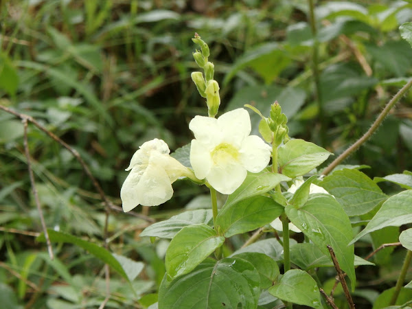 Ganges Primrose | Project Noah