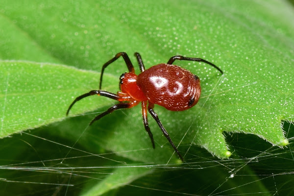 Red and Black Orb Weaver | Project Noah
